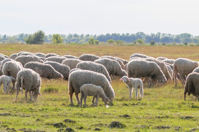 Flock of Sheep, Sheep on Field Stock Image - Image of grazing, fleece ...