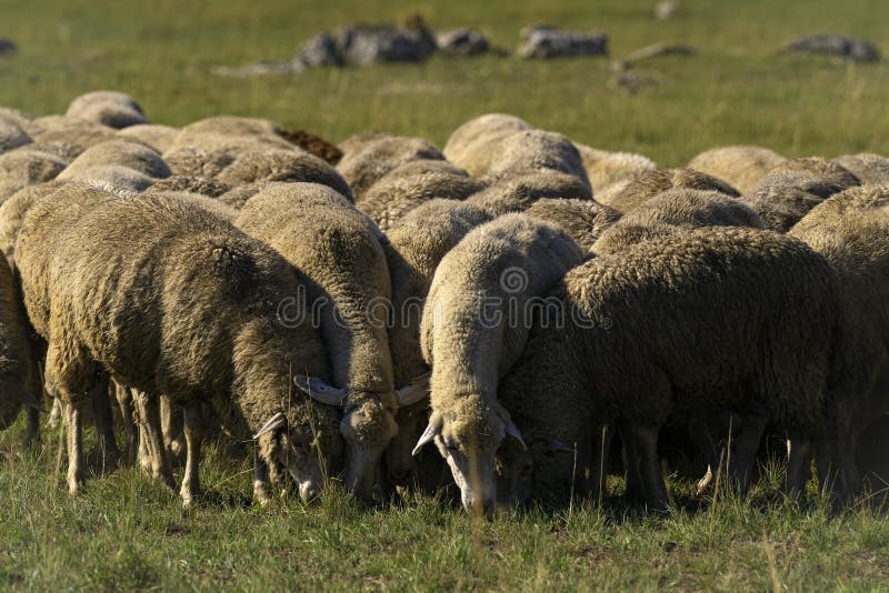 Flock of Sheep in the Field Stock Image - Image of rural, pasture ...