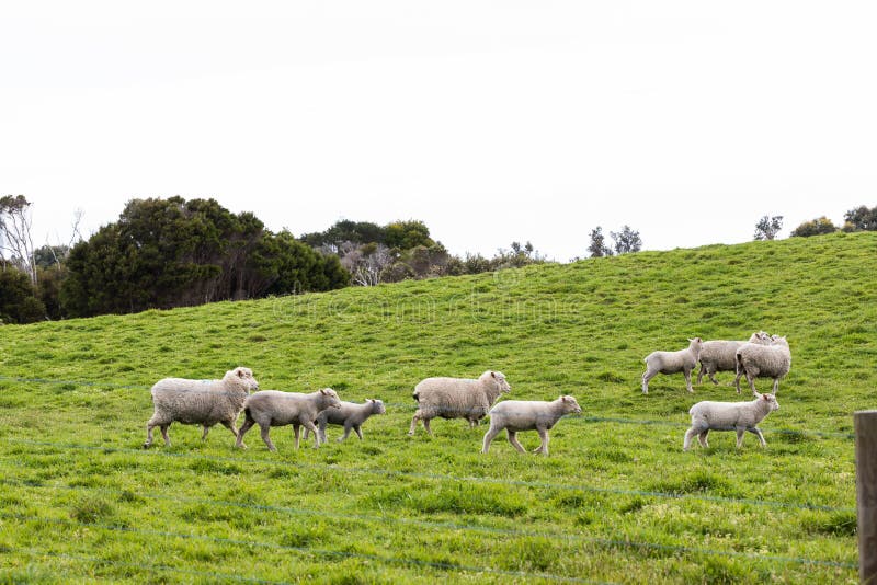 A flock of sheep stock image. Image of meadow, farm - 218693941