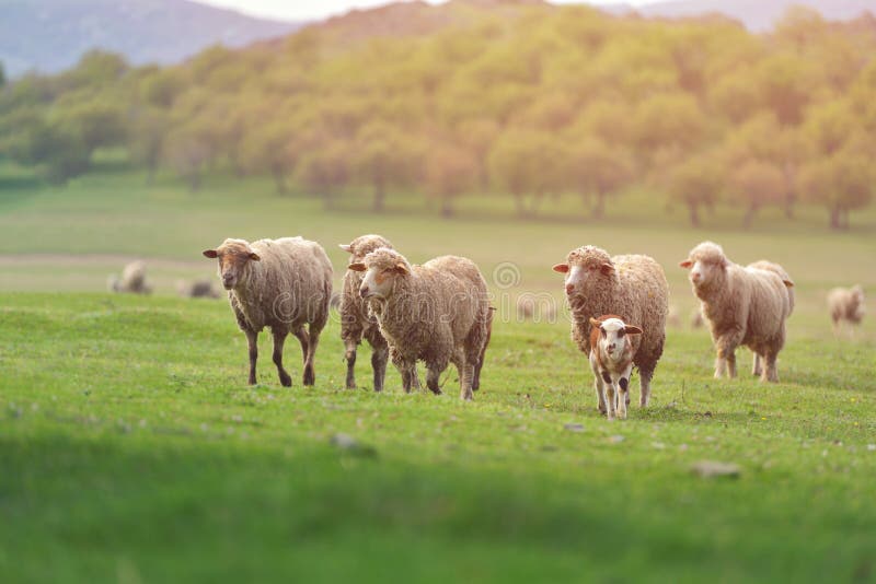 Flock of Sheep on Fresh Spring Green Meadow during Sunrise Stock Image ...
