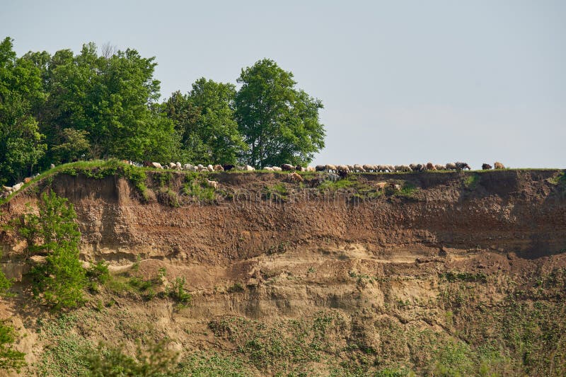 Flock of Sheep and Goats on a Cliff Stock Image - Image of rural ...
