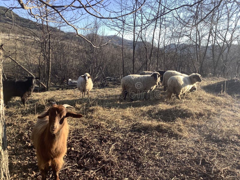 A Barn with Sheep and Goats Stock Image - Image of farm, goat: 270828109