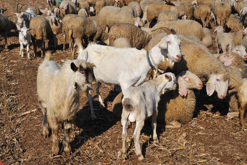 A flock of goats and sheep stock image. Image of flock - 2481179