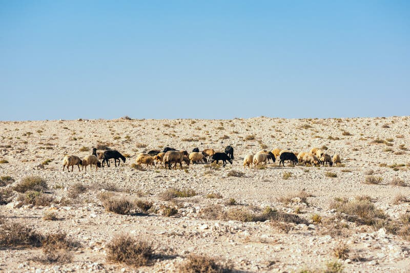A Flock of Sheep is Grazed in the Desert. Sheep and Rams with Fat Tail ...