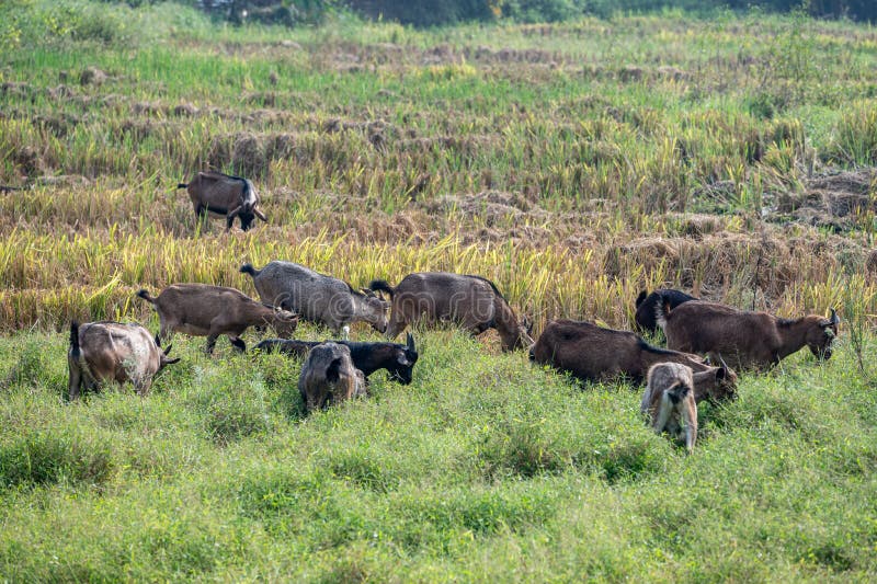 A Flock of Sheep Grazed on the Grass Stock Image - Image of bear ...