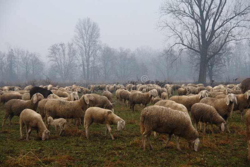 Flock Of Sheep Grazing In The Fall Stock Photo - Image of donkeys ...