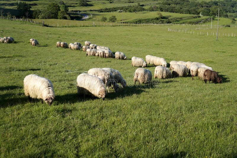 Flock of sheep stock photo. Image of herd, wool, nature - 41000202