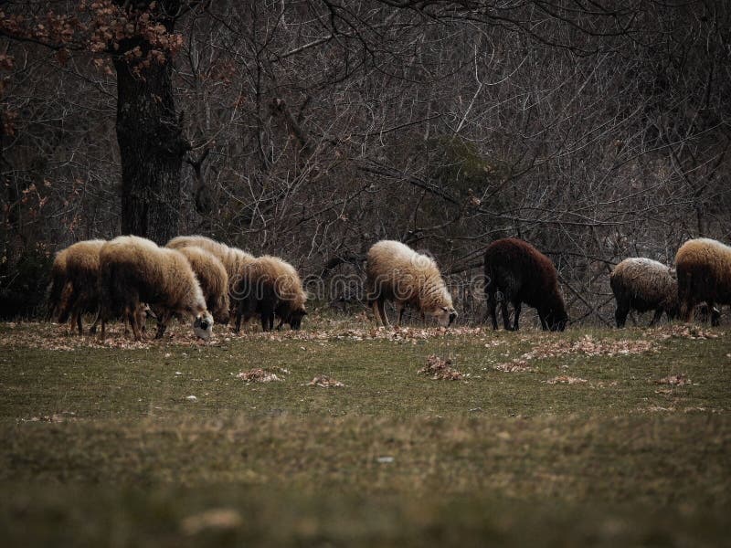 Flock of Sheep Grazing on a Field Under Trees Stock Image - Image of ...