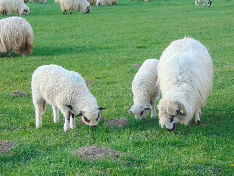 Flock of Sheep Grazing in Maramures County, Romania Stock Photo - Image ...