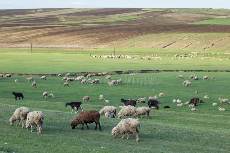 Flock of Sheep Grazing in an Open Field Stock Image - Image of farm ...