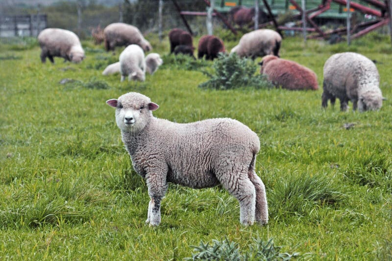 A Cute Sheep Staring at Camera in a Farm Stock Image - Image of grazing ...