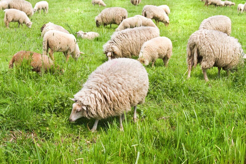Flock of Sheep Grazing in Spring Stock Photo - Image of spring, eating ...