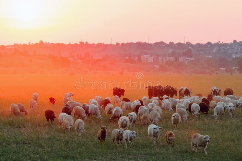 Flock of Sheep Grazing at Sunset Stock Image - Image of farming, sunset ...