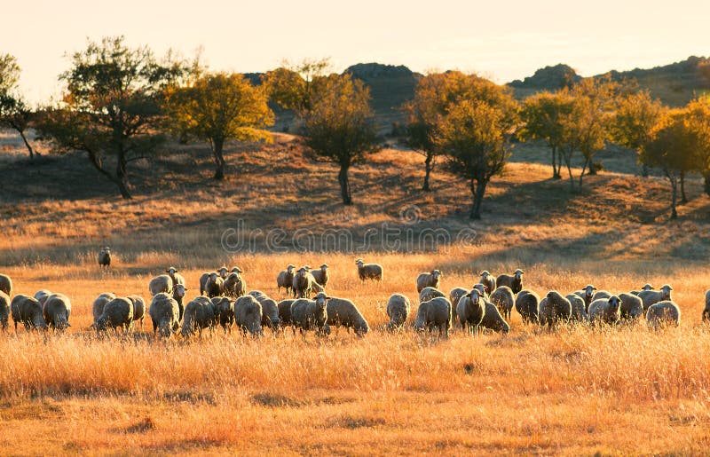 Flock of sheep at sunset stock photo. Image of lamb - 123528758