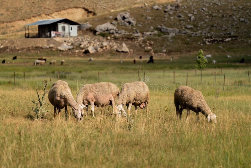 Flock of Sheep Grazing at Sunset in Turkey Stock Photo - Image of ...