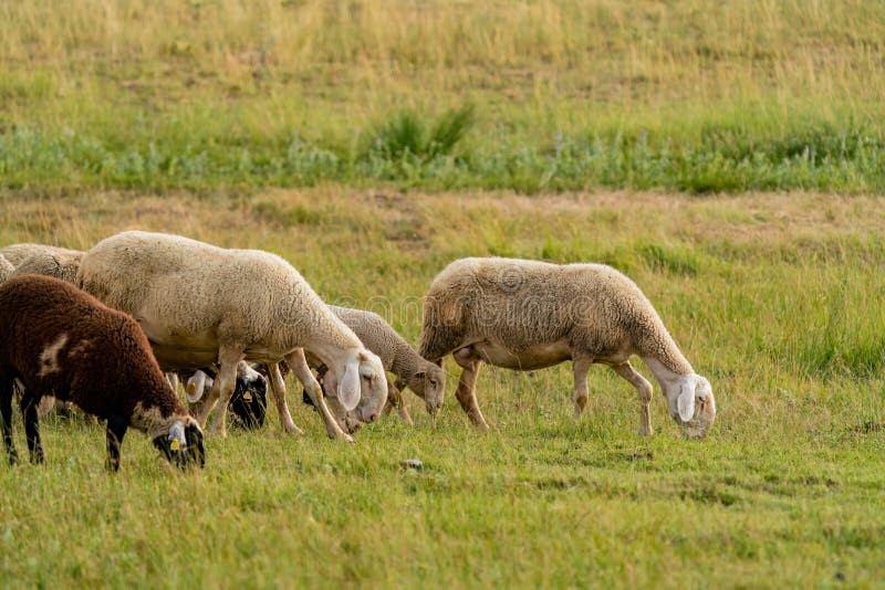 Flock of Sheep Grazing at Sunset in Turkey Stock Photo - Image of ...