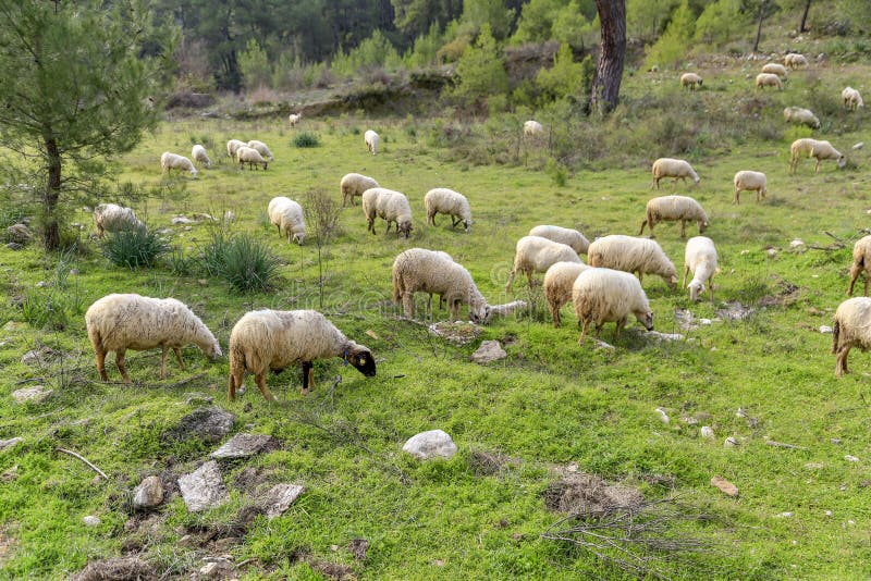 A Flock of Sheep Grazing in Turkey Stock Image - Image of landscape ...