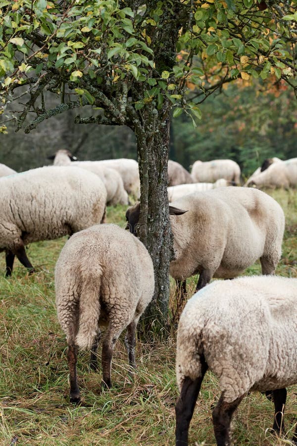 1,054 Sheep Under Tree Stock Photos - Free & Royalty-Free Stock Photos ...