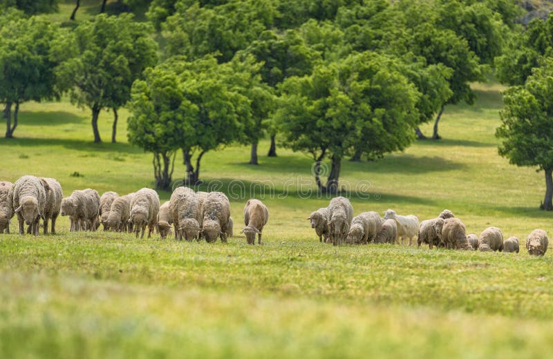 Flock of Sheep on Green Grass and Trees Stock Photo - Image of farmland ...