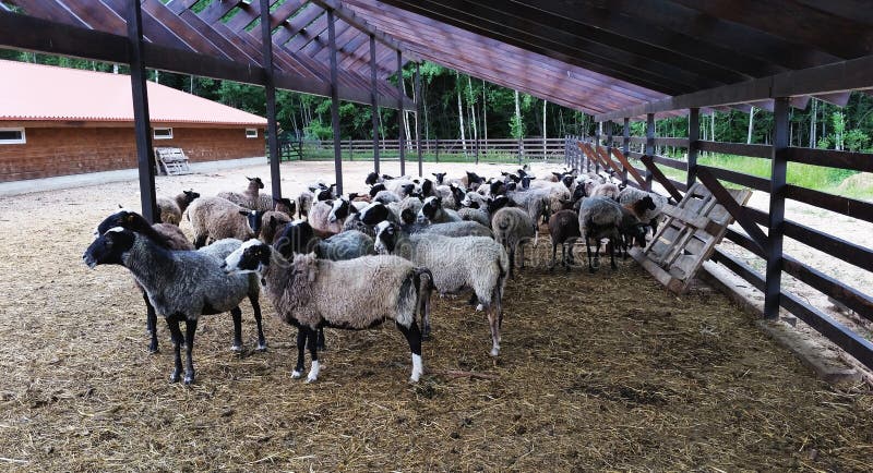 Flock of Sheep. a Herd of Sheep in the Paddock Stock Image - Image of ...