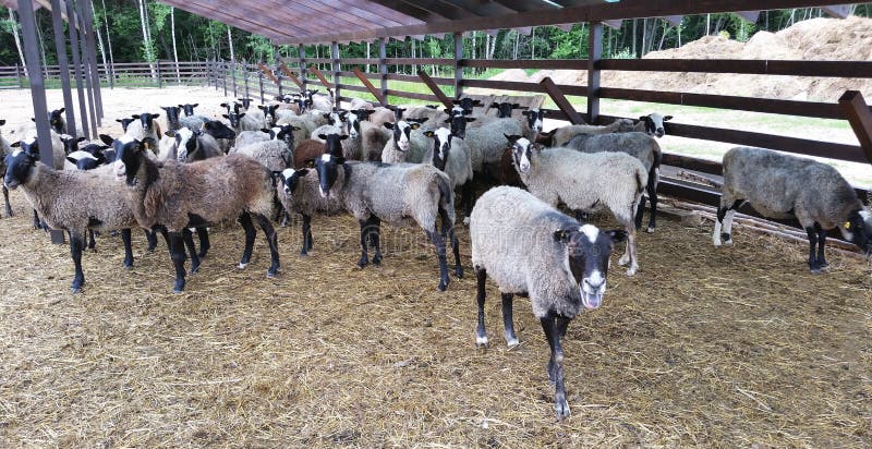 Sheep Paddock Stock Photos - Download 3,831 Royalty Free Photos