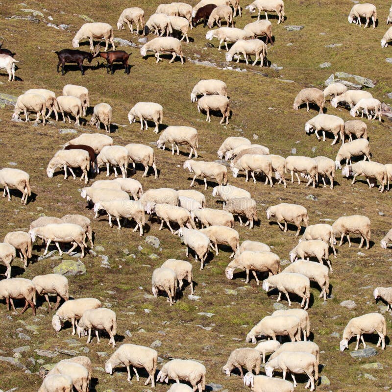 Flock of Sheep in the High Mountain Stock Photo - Image of meadow ...