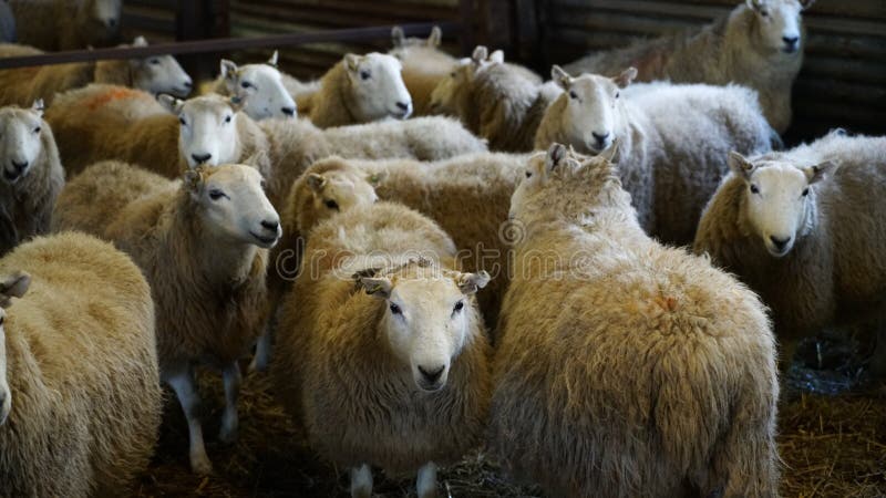 Flock of Sheep Inside a Barn with Hay Stock Photo - Image of animals ...