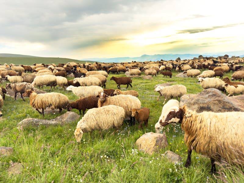 Flock of Sheep and Lamb Grazing in the Green Meadow. Chasing Sheep ...