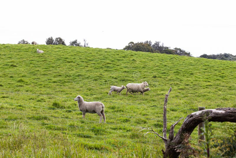 A flock of sheep stock image. Image of meadow, farm - 218693941
