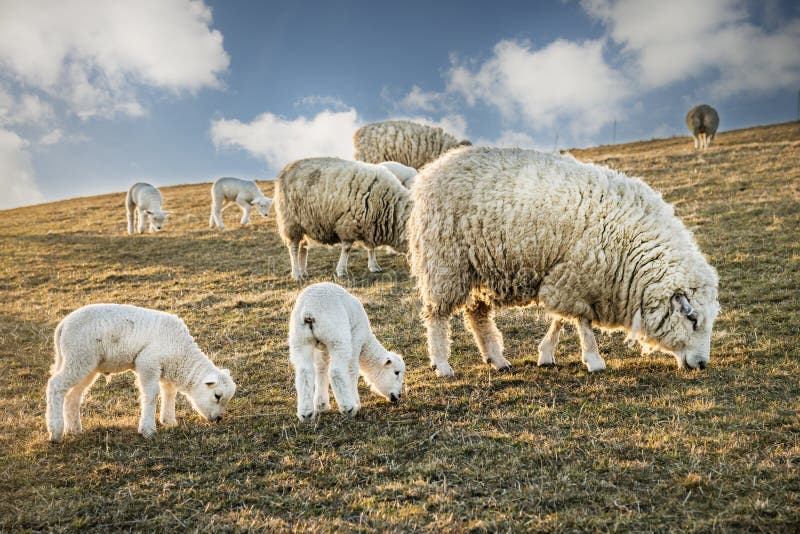 Flock of sheep and lambs stock photo. Image of herd, grazing - 30393450