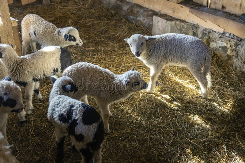 Flock of Sheep and Lambs in an Open Stall in the Farm Stock Photo ...