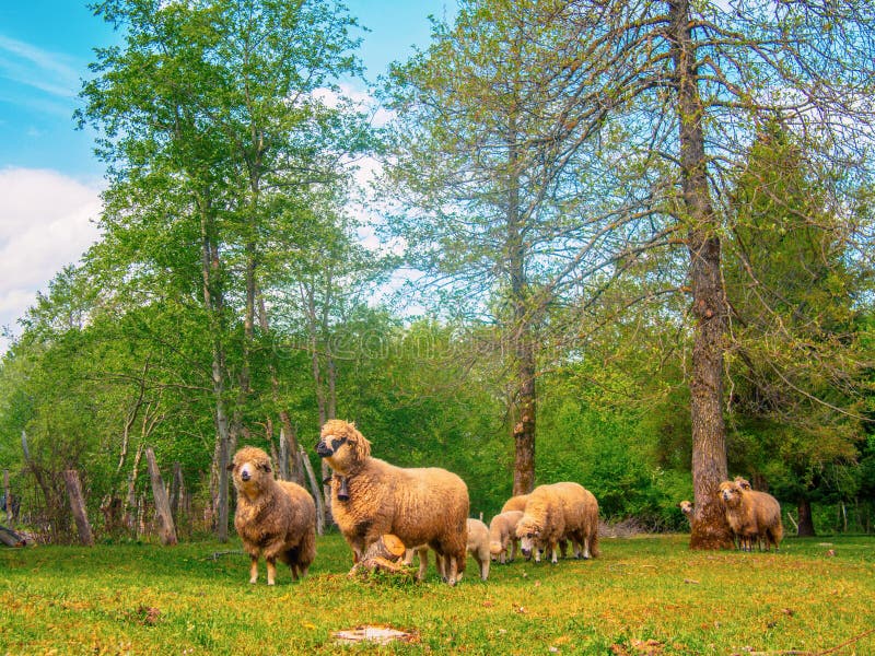 A Flock of Sheep, Lambs and Rams on a Farm Feeding Stock Image - Image ...