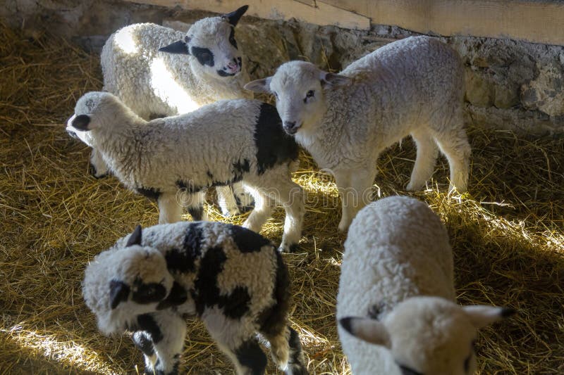 Flock of Sheep and Lambs in the Stable in Gate Stock Photo - Image of ...