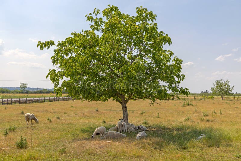 Sheep Under Tree stock image. Image of laying, tree - 324931595