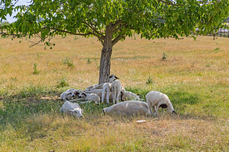 Sheep Under Tree Shade stock photo. Image of fence, grass - 327481476