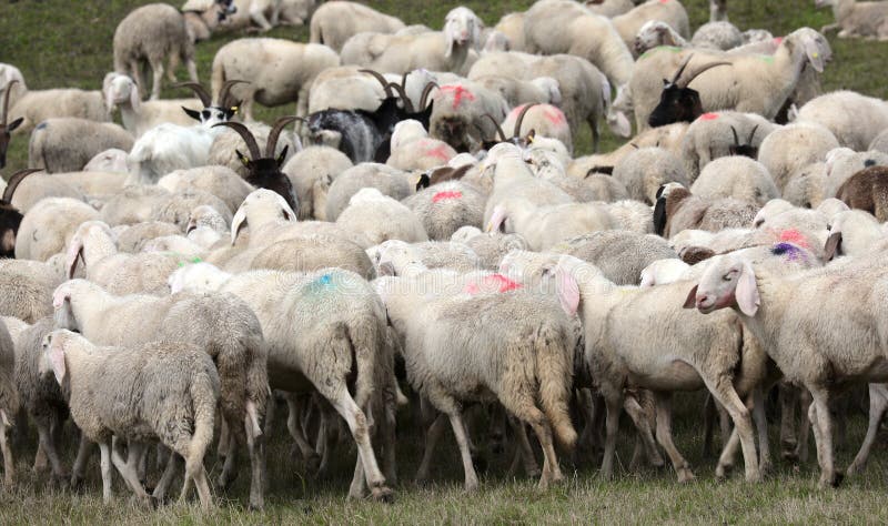 Flock of Sheep with Long Wool Grazing Marked with Spray Paint for ...