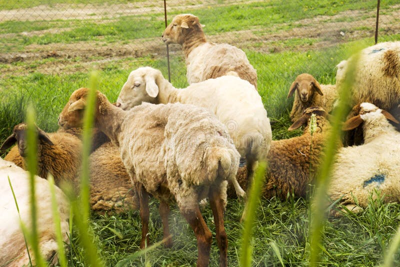 Flock of Sheep Lying in a Green Meadow Stock Photo - Image of farmland ...