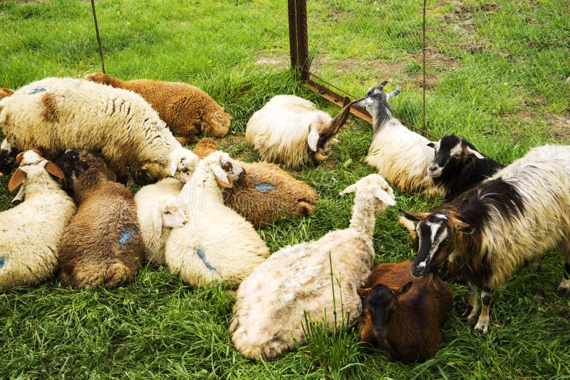 Flock of Sheep Lying in a Green Meadow Stock Photo - Image of graze ...