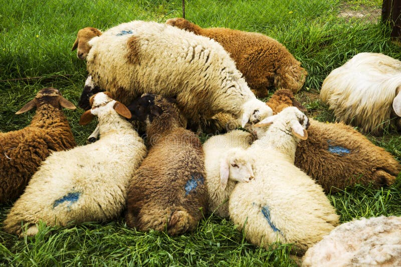 Flock of Sheep Lying in a Green Meadow Stock Image - Image of field ...