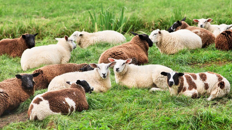 Flock of Sheep Lying in a Green Meadow Stock Image - Image of meadow ...