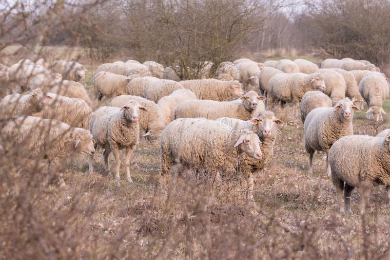 Scared Sheep Stock Photos - Free & Royalty-Free Stock Photos from ...