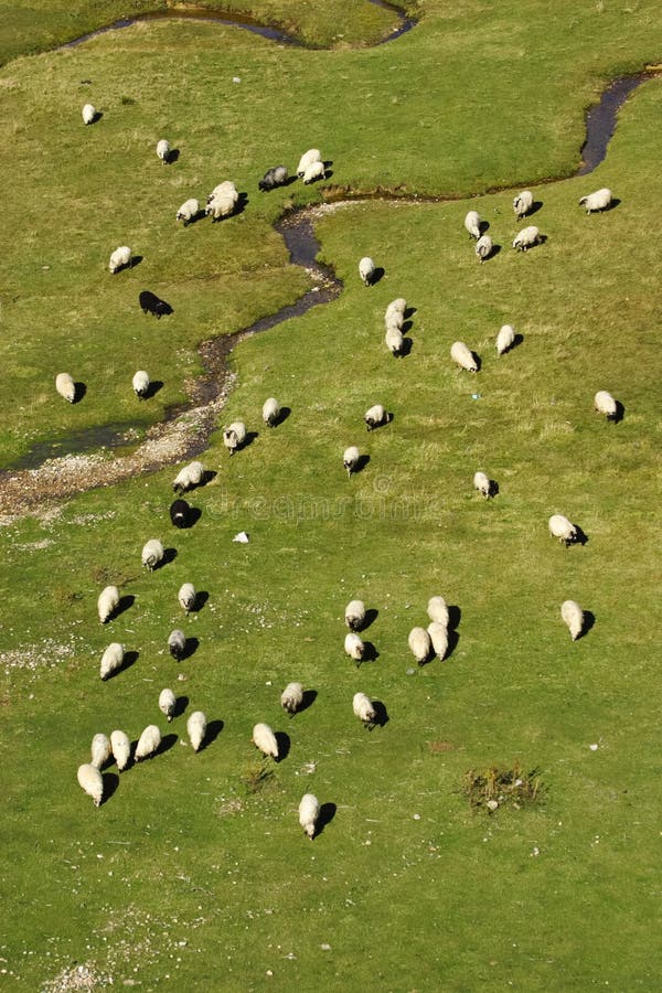 Flock of Sheep on Mountain Pastures Vertical Stock Image - Image of ...