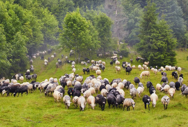 Flock of Sheep in a Mountain Valley Stock Image - Image of agriculture ...