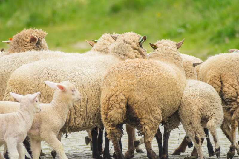 Flock of Sheep Moving As Seen from Behind Stock Photo - Image of social ...