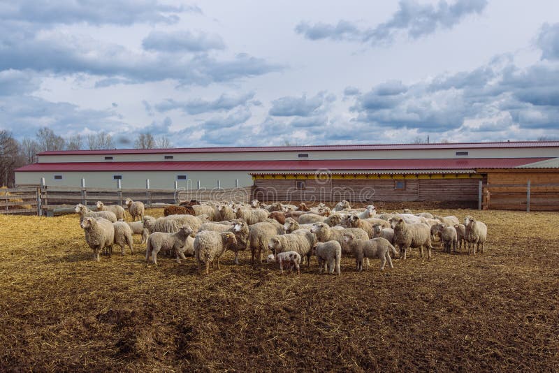 Flock of Sheep in an Open Stall in the Farm Stock Photo - Image of ...