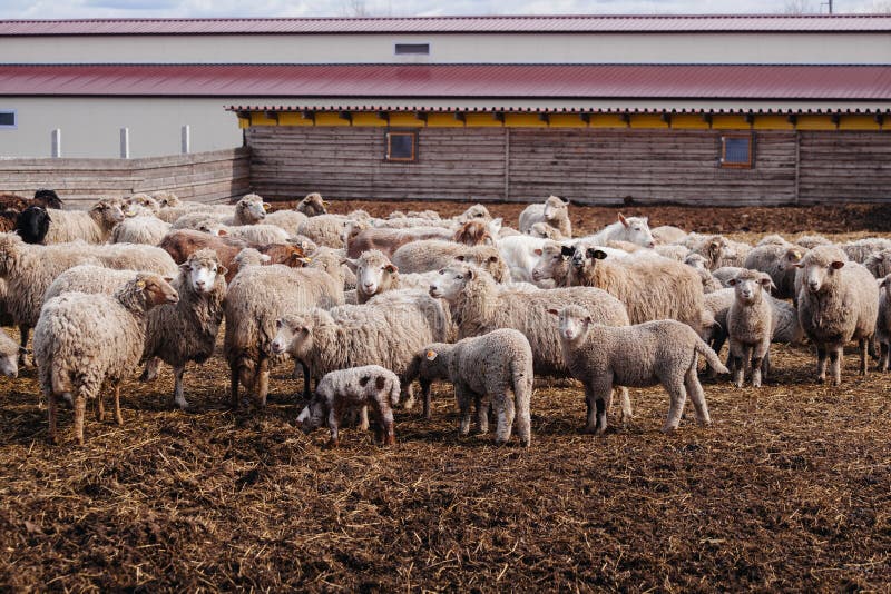 Flock of Sheep in an Open Stall in the Farm Stock Image - Image of ...