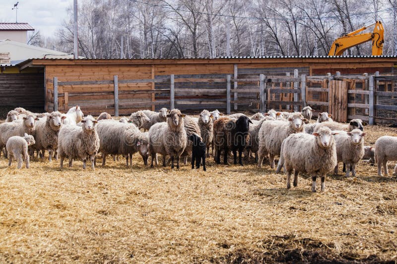 Flock of Sheep in an Open Stall in the Farm Stock Photo - Image of ...