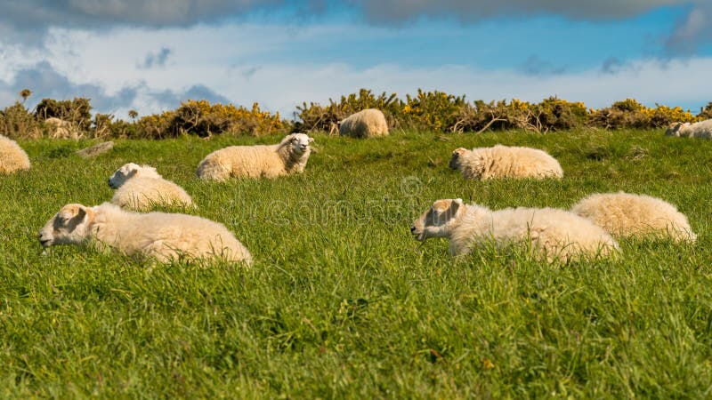 Sheep Relaxing and Sleeping, in Northumberland, England, Uk Stock Image ...