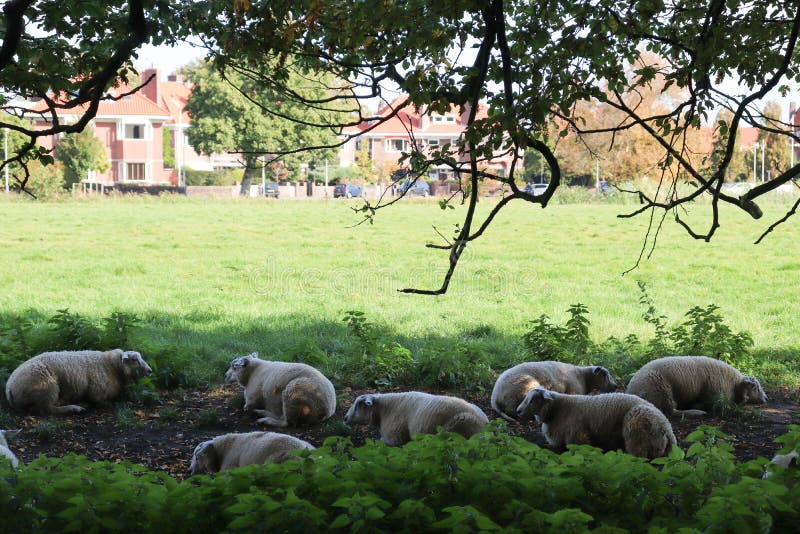 Flock of Sheep Relaxing in a Shadow. Sheep Under Tree. Stock Image ...