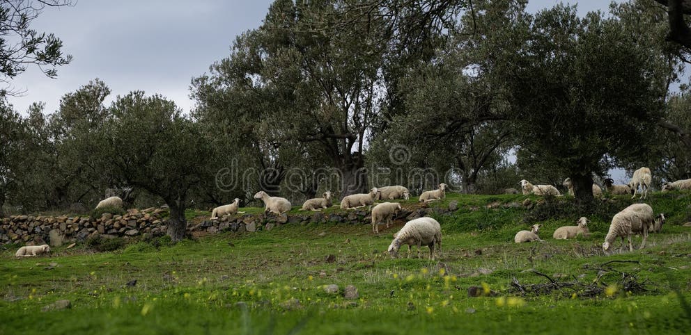 A Flock of Sheep Resting on a Lawn among Olive Trees Stock Image ...